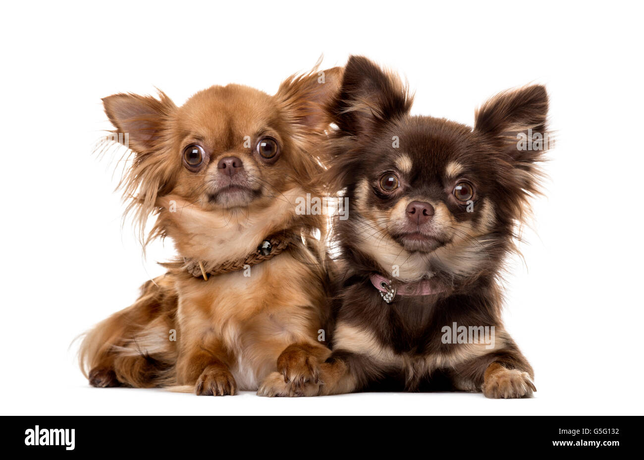 Two chihuahuas in front of white background Stock Photo - Alamy