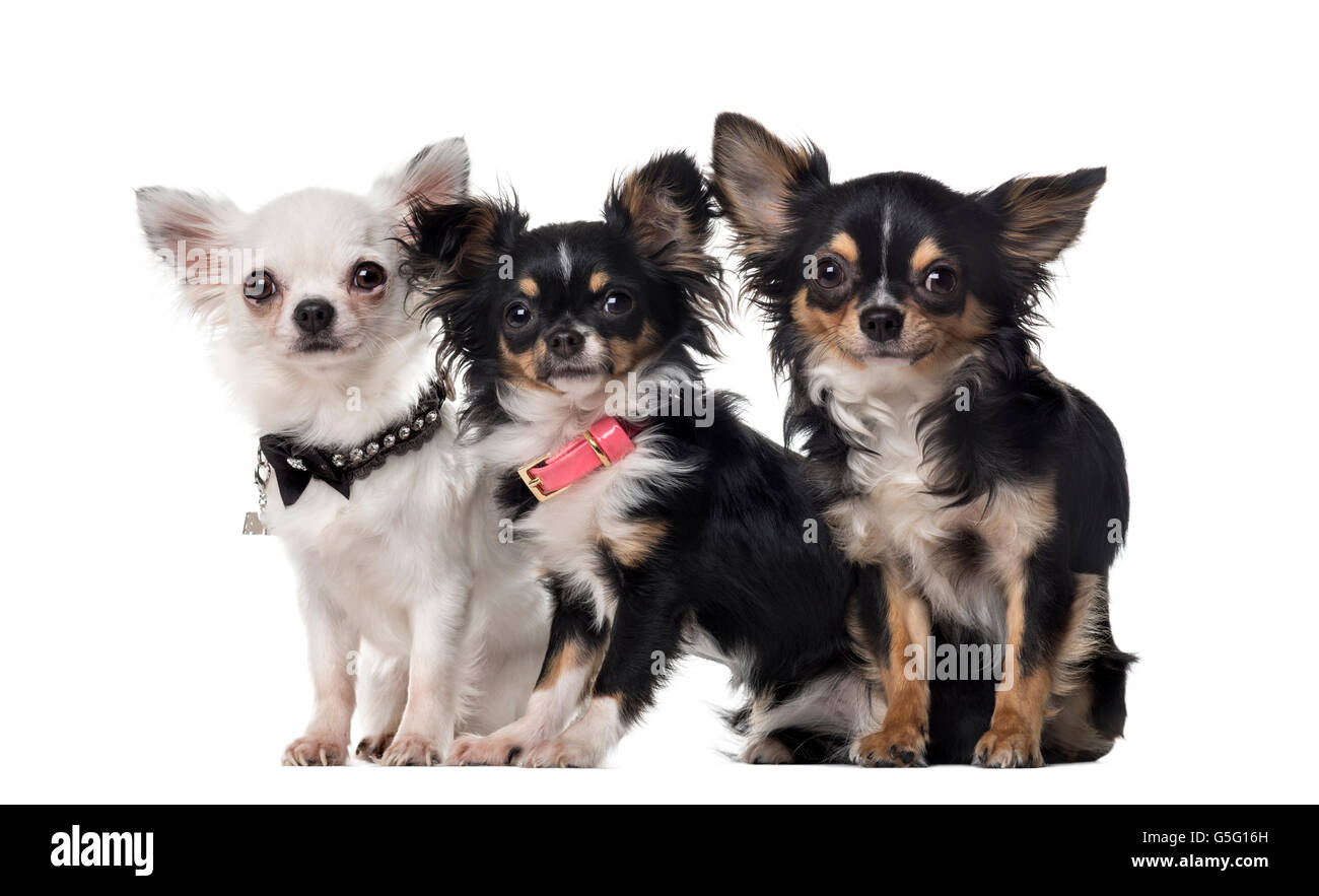 Three Chihuahuas in front of white background Stock Photo - Alamy