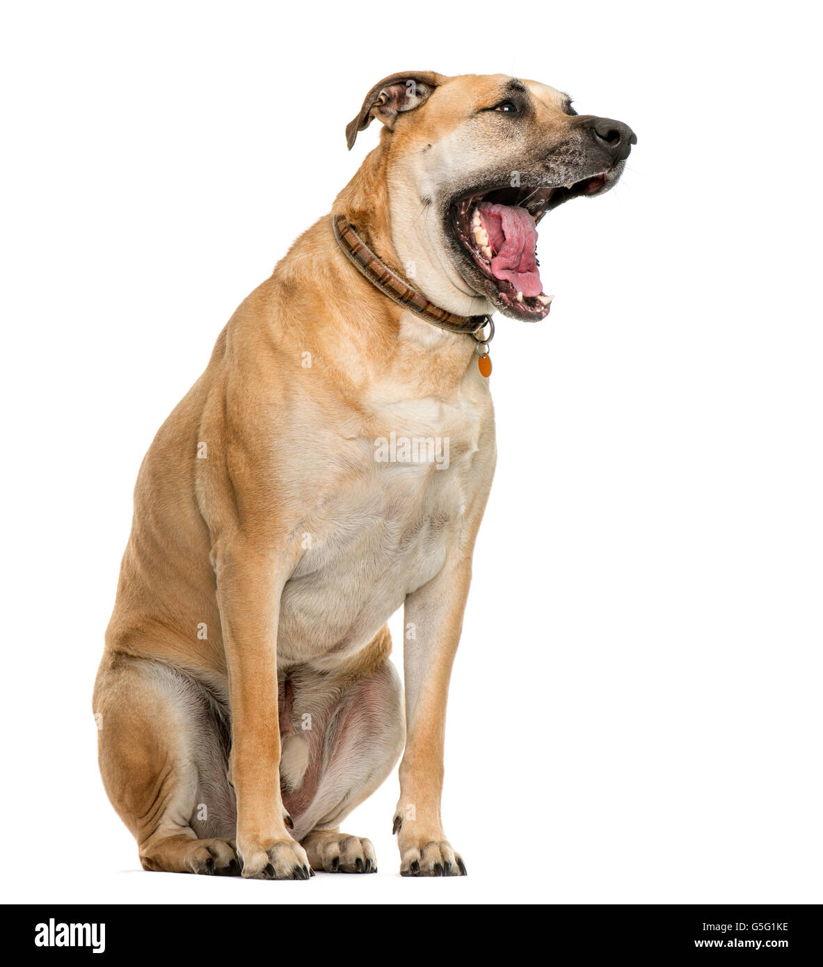 Crossbreed dog yawning in front of white background Stock Photo - Alamy