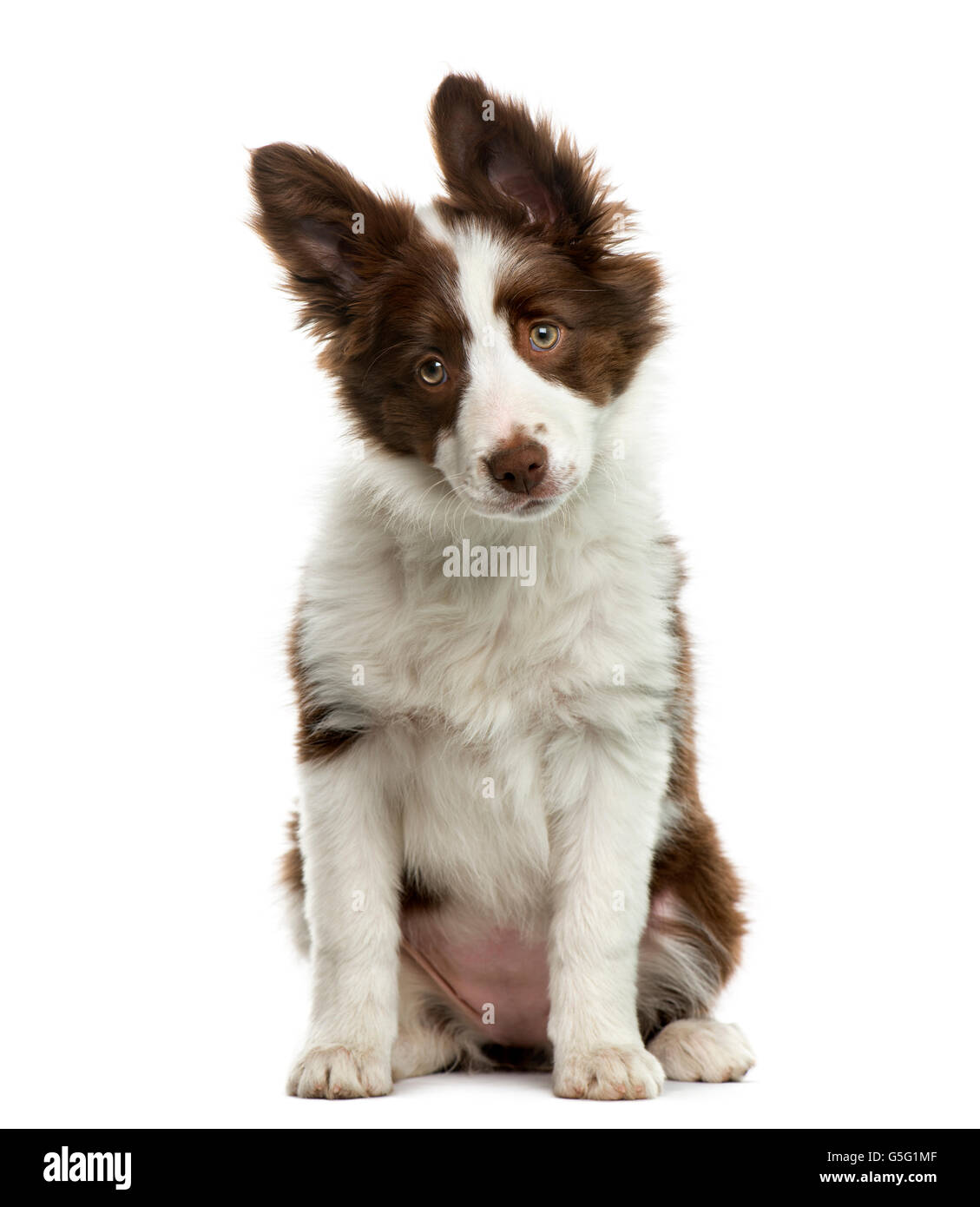 Border Collie in front of white background Stock Photo - Alamy