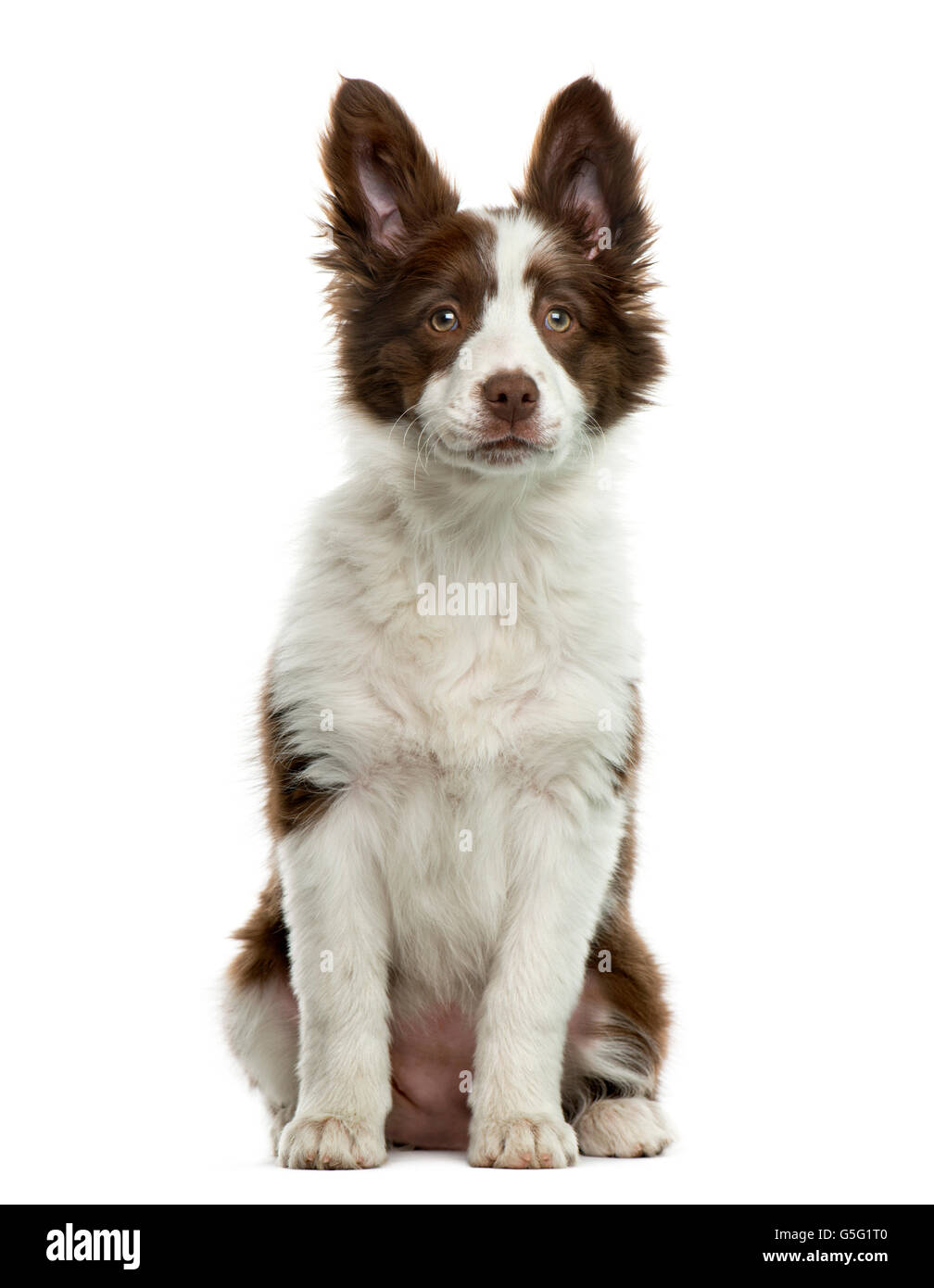 Border Collie in front of white background Stock Photo - Alamy