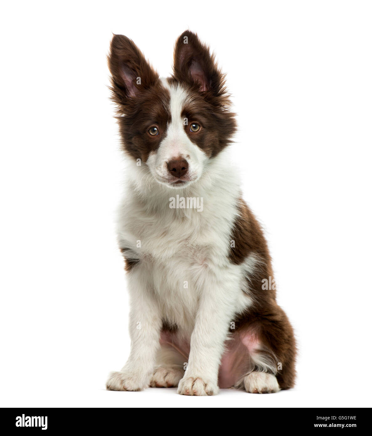 Border Collie in front of white background Stock Photo - Alamy