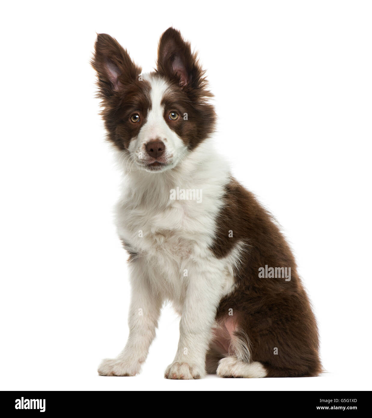 Border Collie in front of white background Stock Photo - Alamy