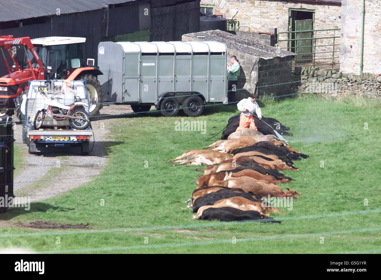 Dead cattle are sprayed with disinfectant at bishopside farm hi-res ...