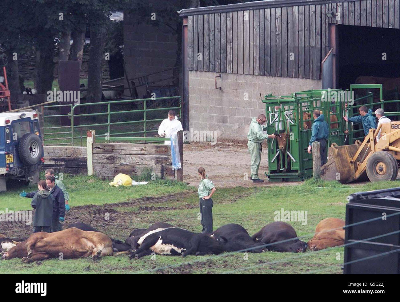 Cattle are culled at bishopside farm hi-res stock photography and ...