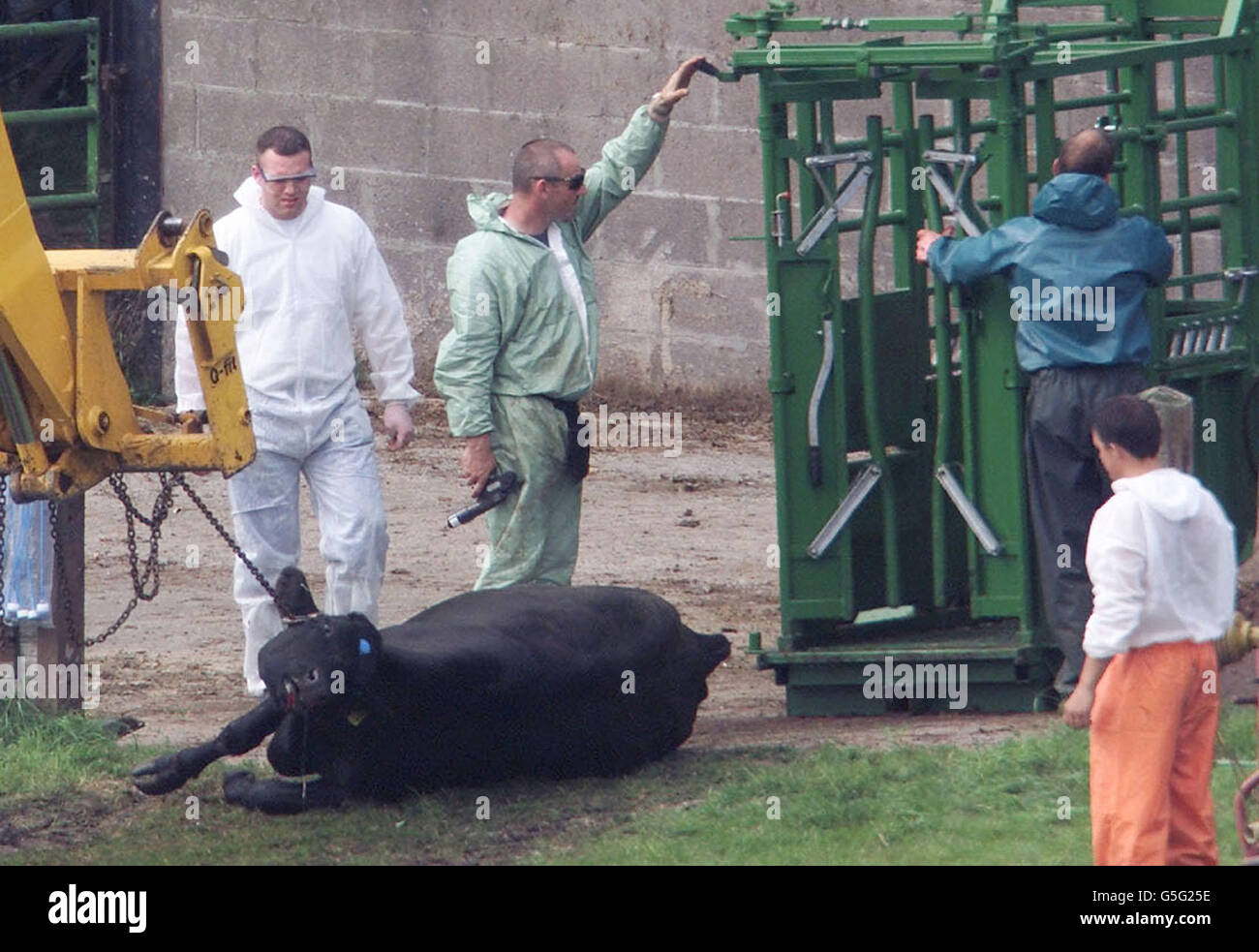 Cattle are culled at bishopside farm hi-res stock photography and ...