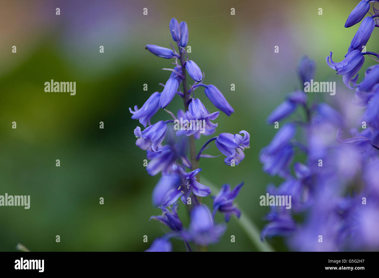 Bluebells aka Hyacinthoides, Endymion non-scriptus or Scilla non ...