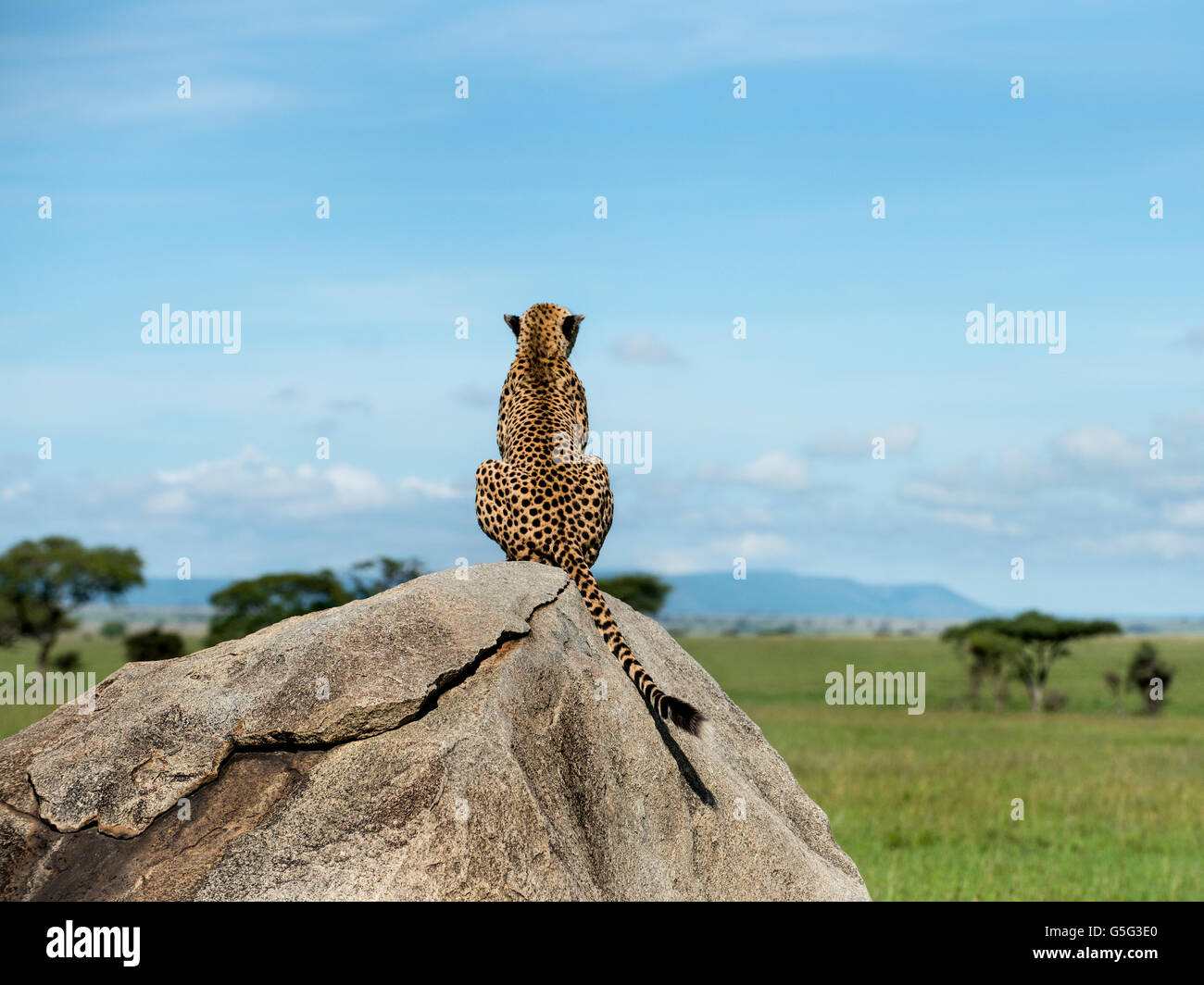 Rear view leopard looking back hi-res stock photography and images - Alamy