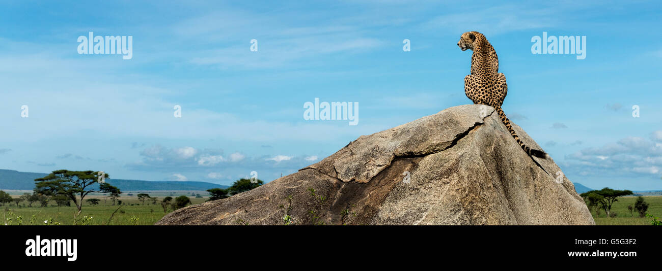 Rear view leopard looking back hi-res stock photography and images - Alamy
