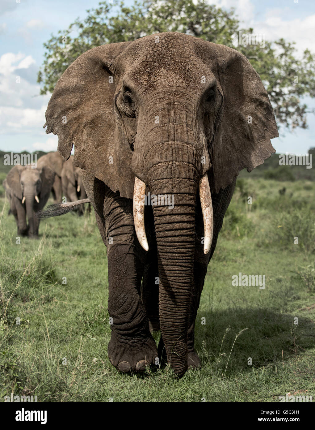 Facing elephant hi-res stock photography and images - Alamy