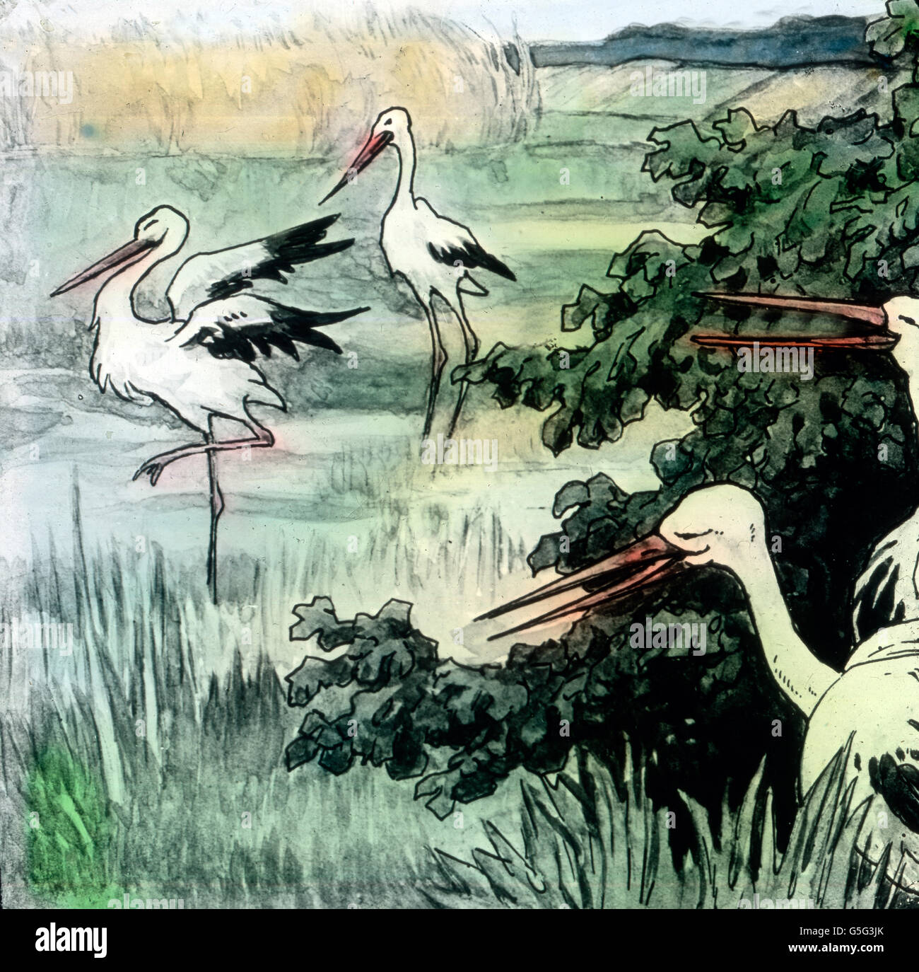 Kalif Storch. Caliph stork. history, historical, 1910s, 1920s, 20th ...