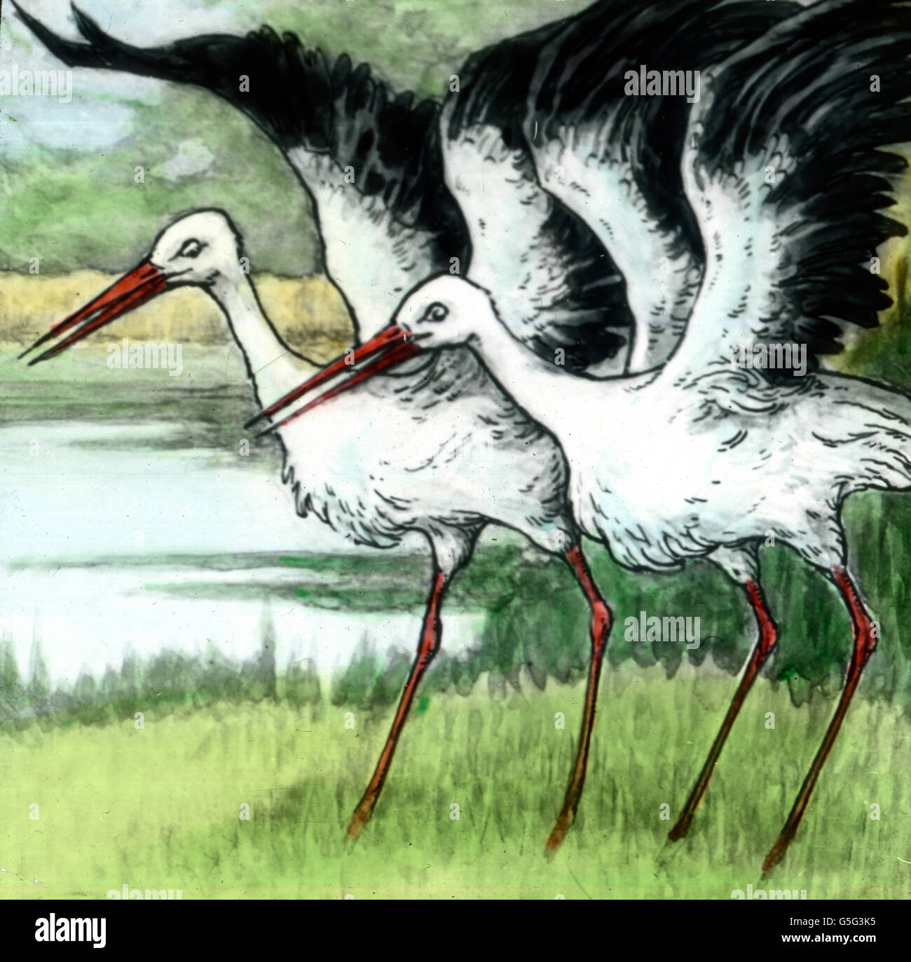 Kalif Storch. Caliph stork. history, historical, 1910s, 1920s, 20th ...