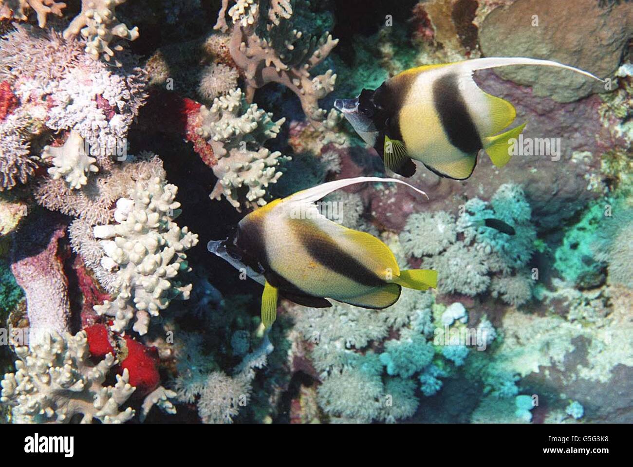 Coral Red Sea Atlas Stock Photo - Alamy