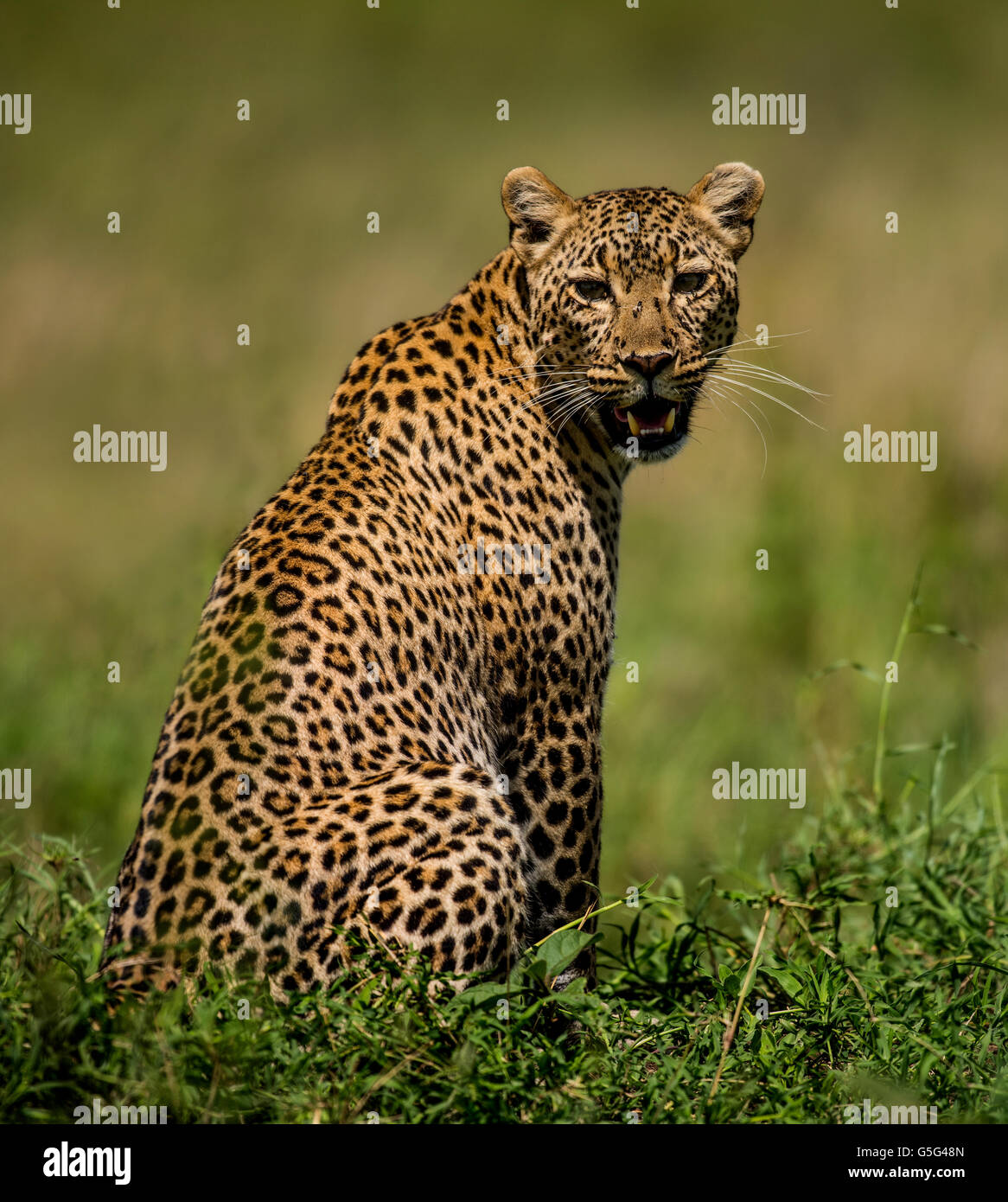 Leopard sitting hi-res stock photography and images - Alamy