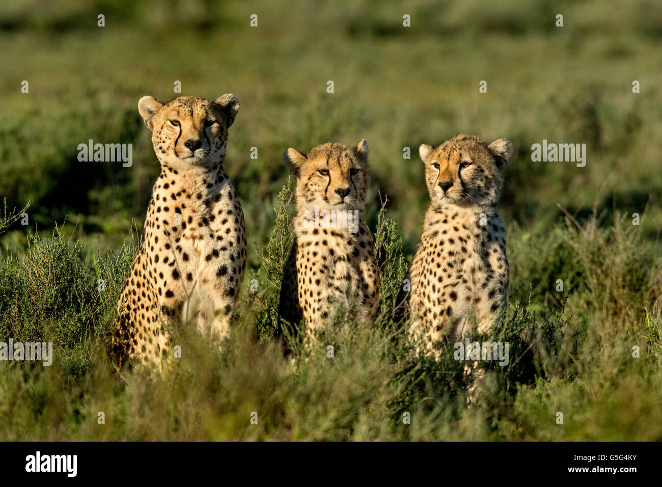 Three cheetahs hi-res stock photography and images - Alamy