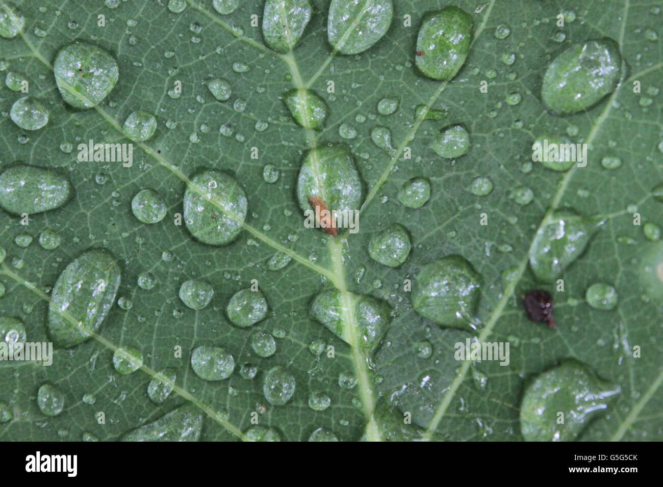 Water droplets on a leaf (Closeup Stock Photo - Alamy