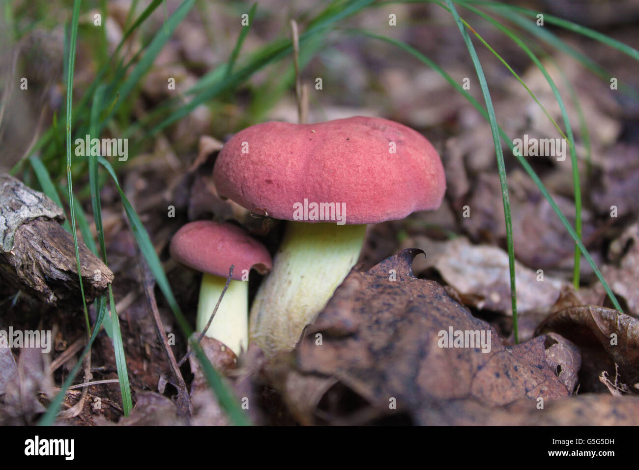 Mushroom red colour hi-res stock photography and images - Alamy