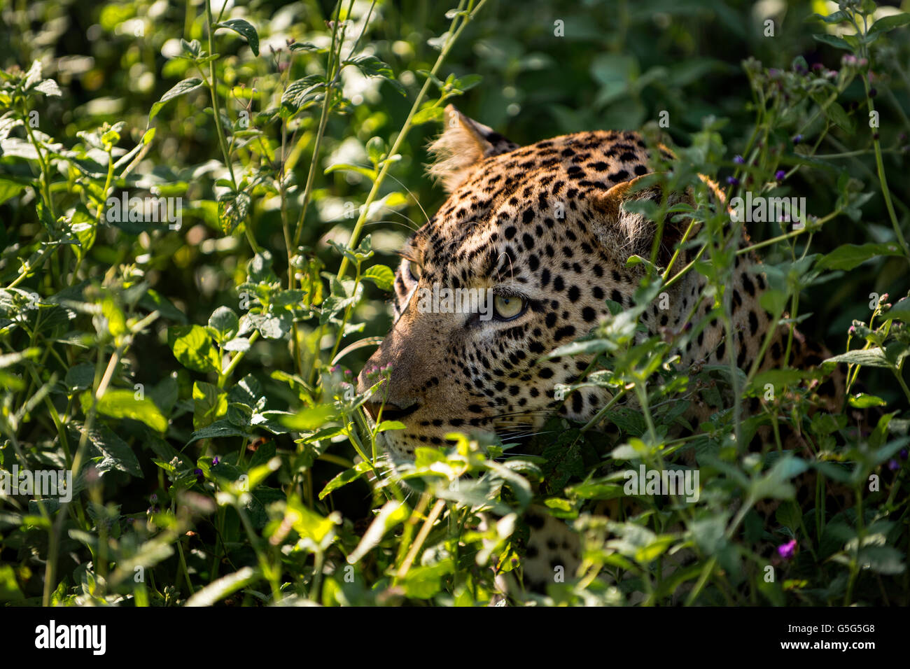 Leopard hiding in a bush, Serengeti, Tanzania Stock Photo - Alamy