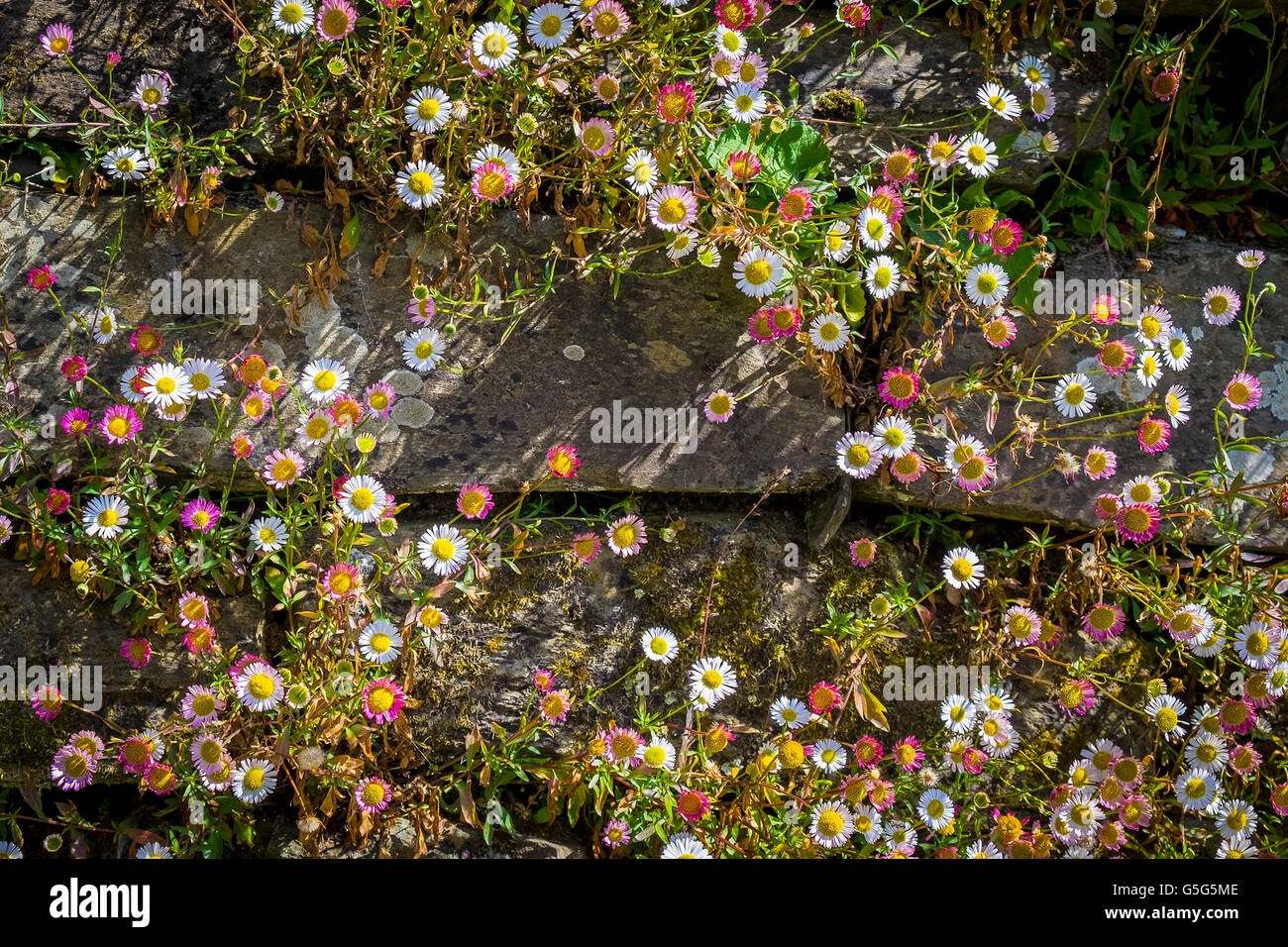 Erigeron karvinskianus ‘profusion’ hi-res stock photography and images ...