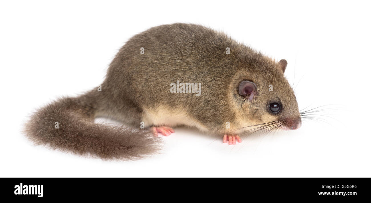 Edible dormouse in front of a white background Stock Photo - Alamy