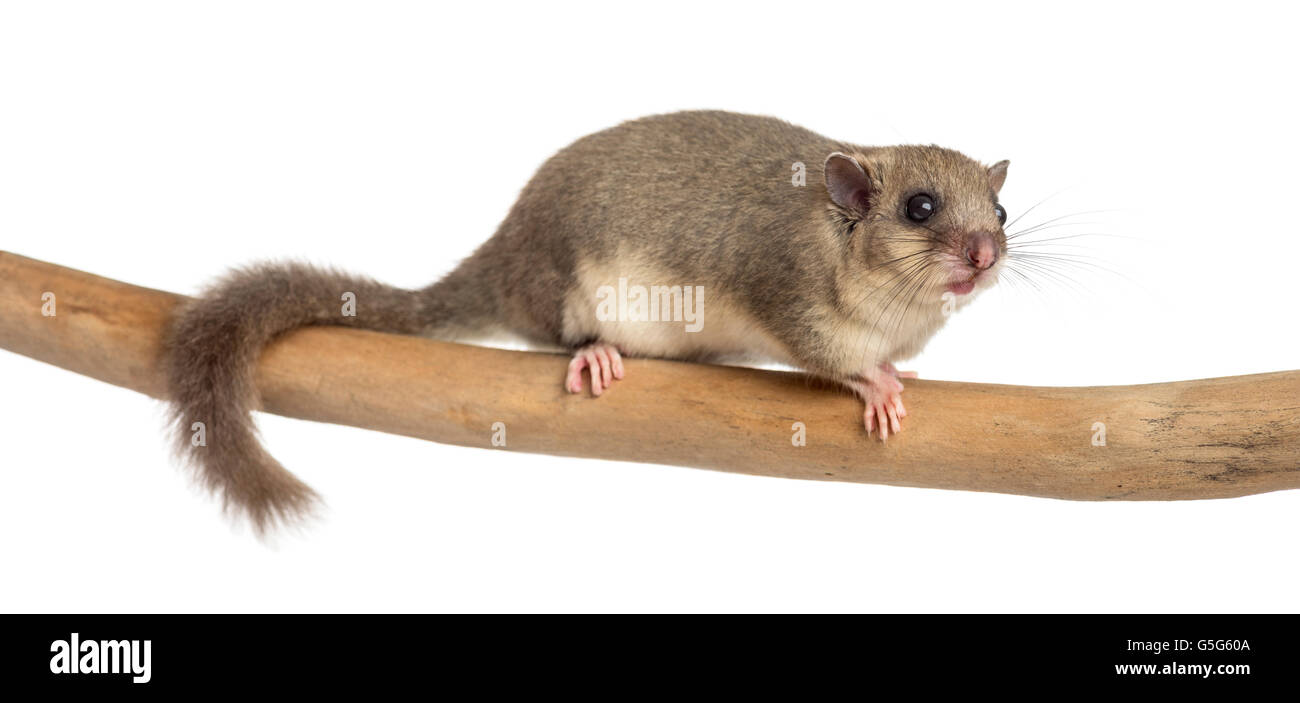Edible dormouse hi-res stock photography and images - Alamy