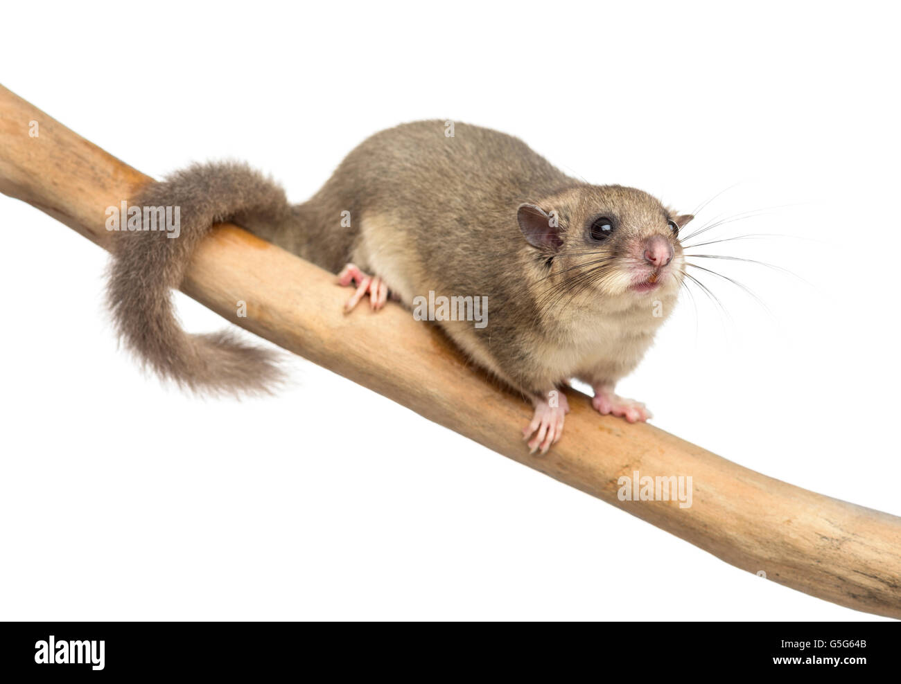 Edible dormouse on a branch in front of a white background Stock Photo ...