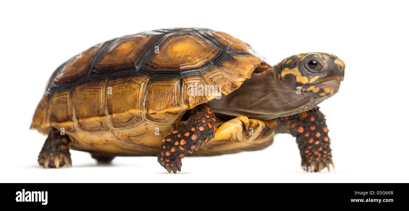 Red-footed tortoises (2 years old), Chelonoidis carbonaria, in front of ...