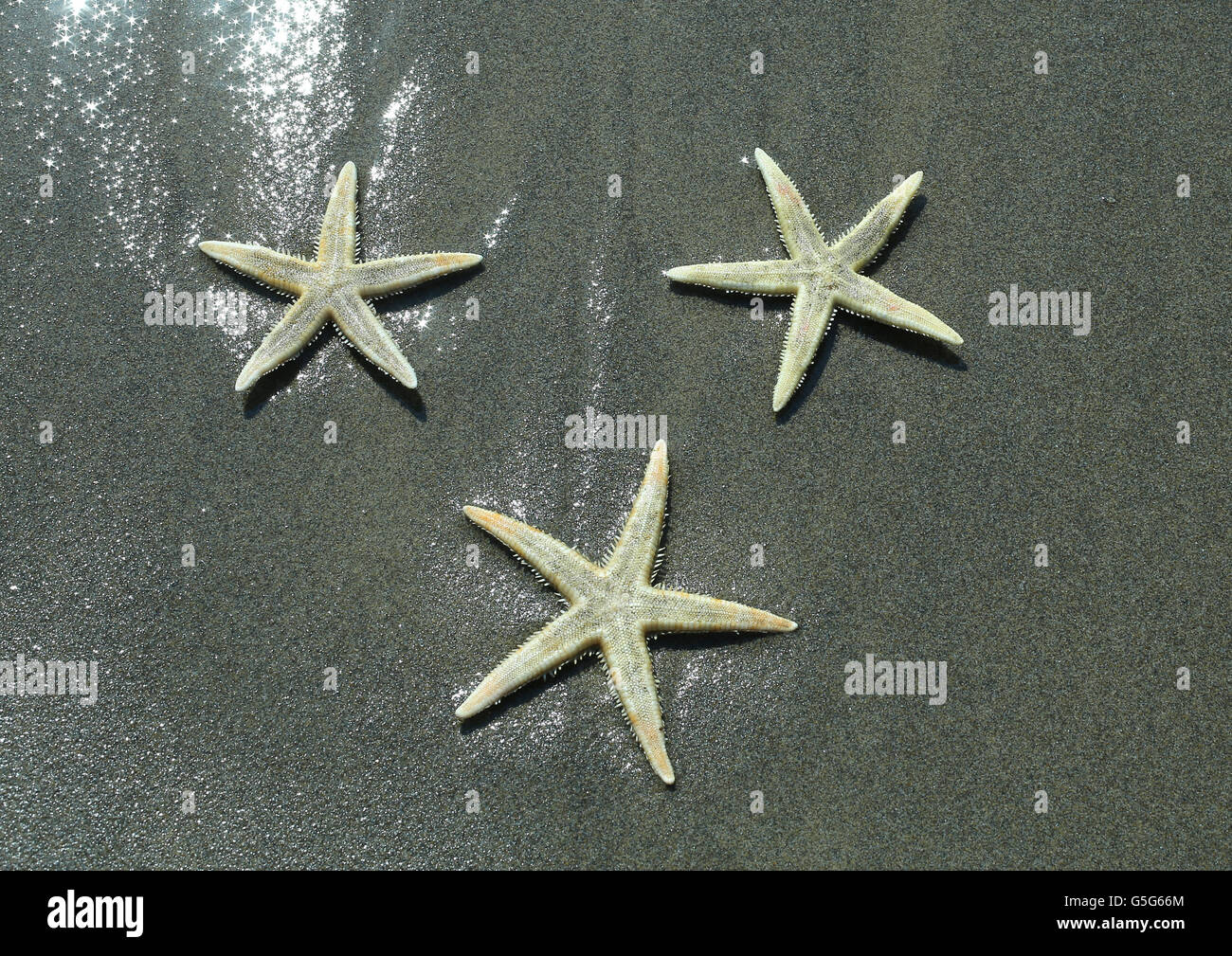 three starfish with five toes on the shore of the ocean Stock Photo - Alamy