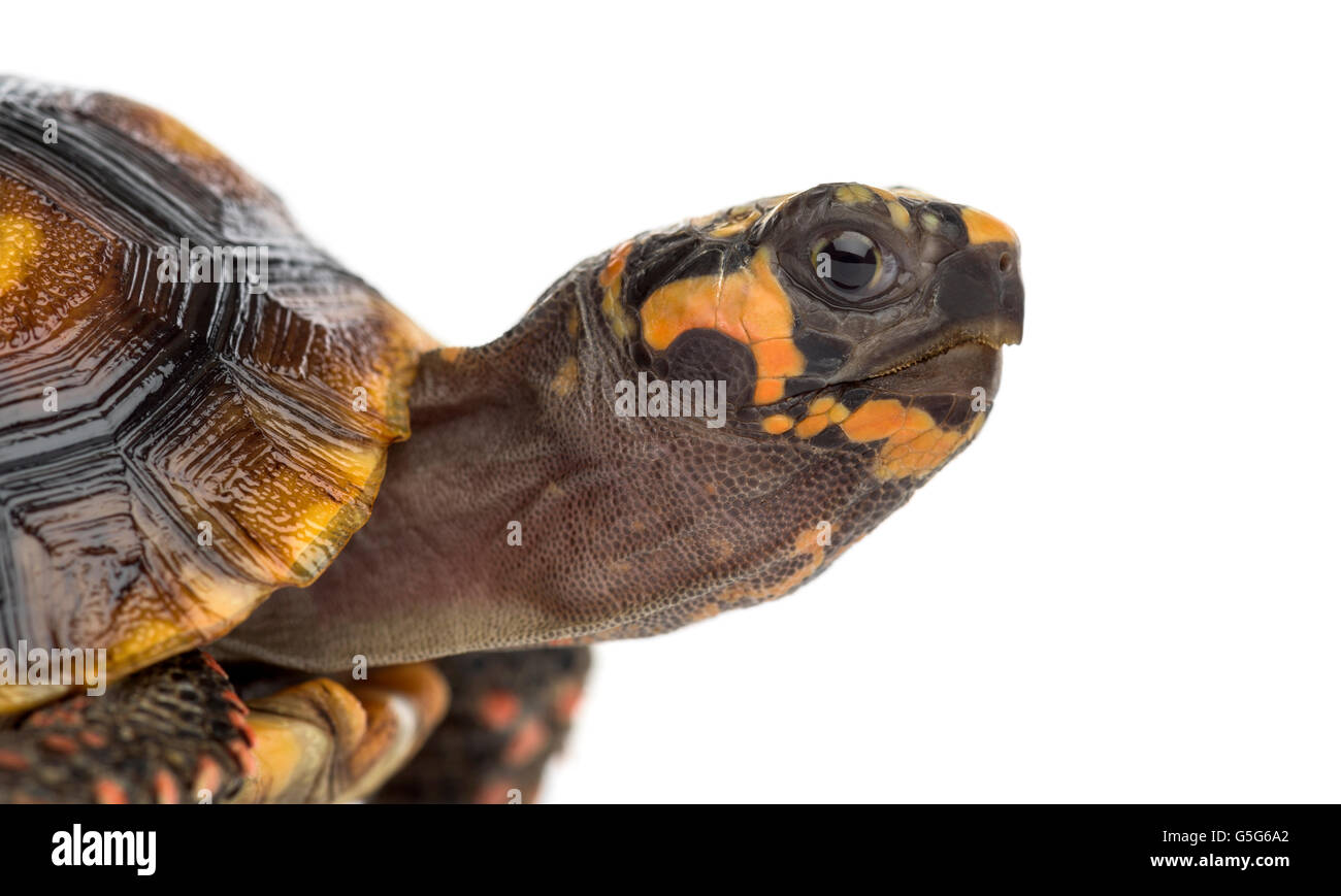 Close-up of a Red-footed tortoises (1,5 years old), Chelonoidis ...