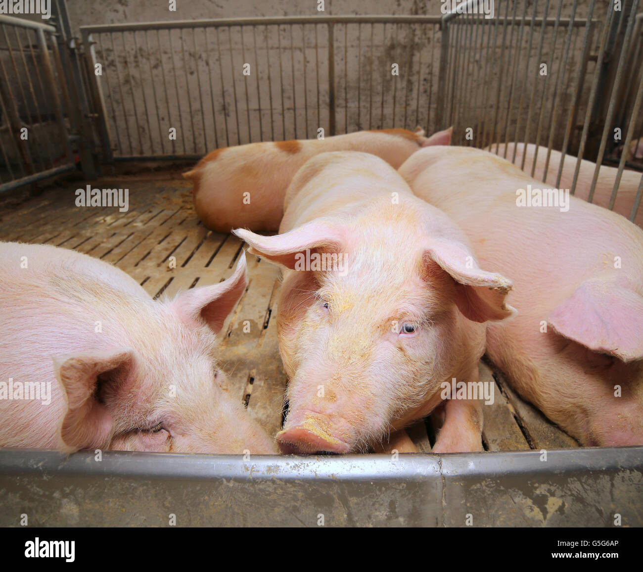Big fat pigs in sty hi-res stock photography and images - Alamy