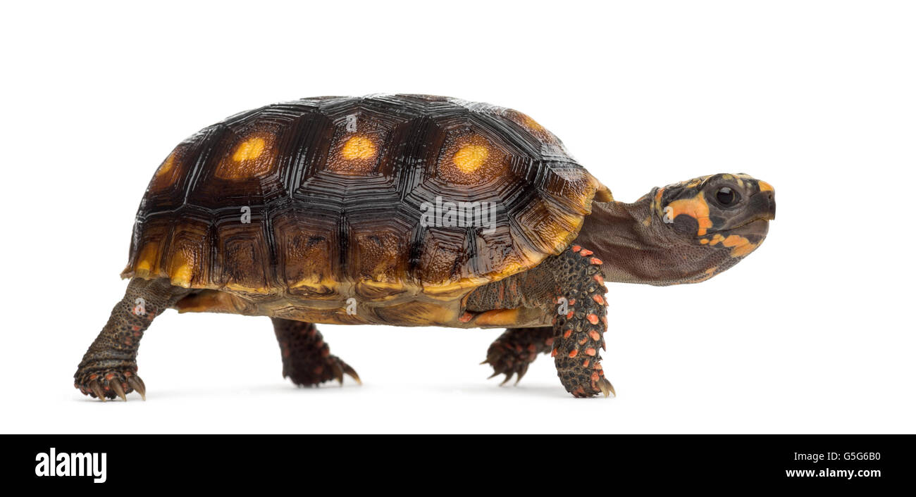 Red-footed tortoises (1,5 years old), Chelonoidis carbonaria, in front ...