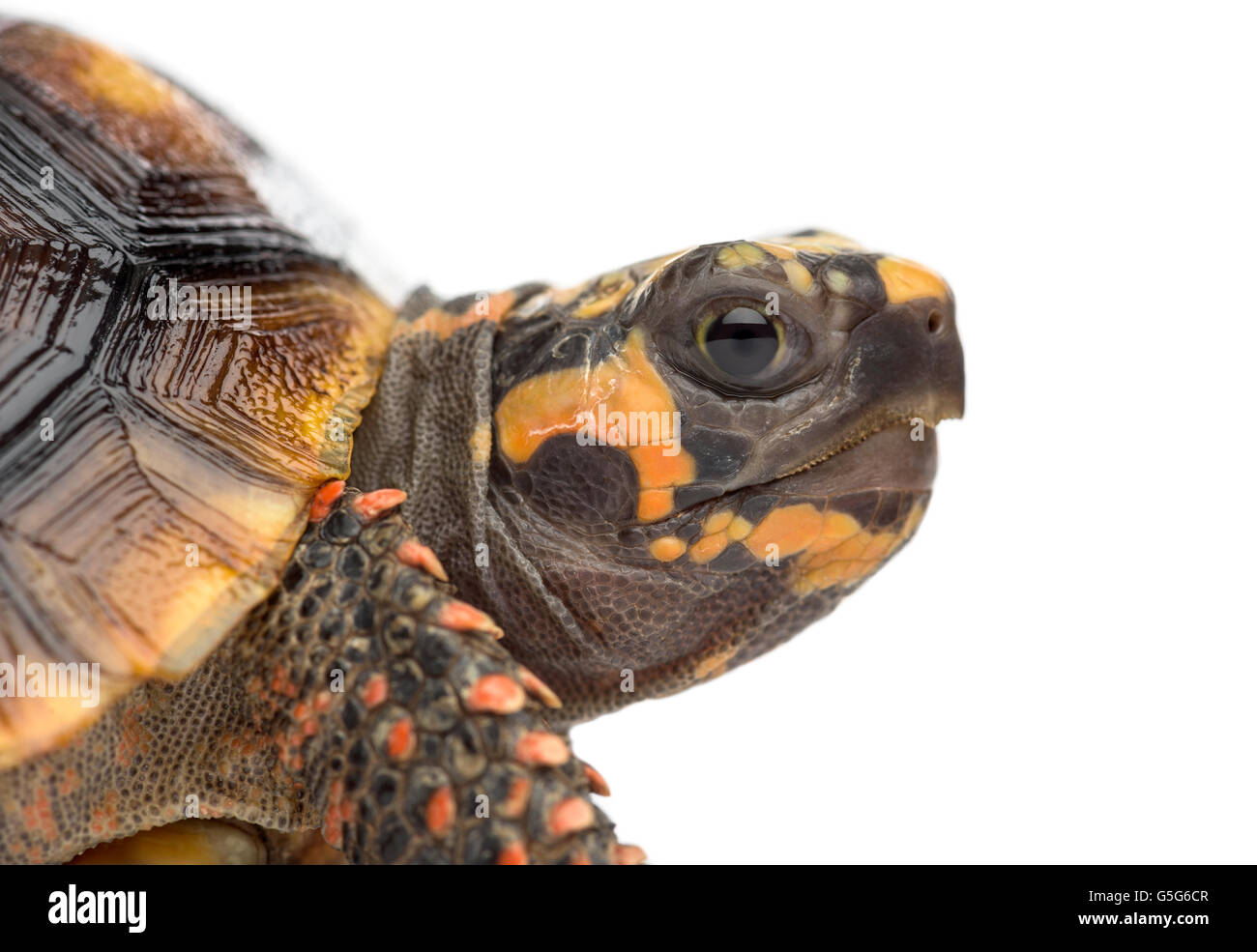 Close-up of a Red-footed tortoises (1,5 years old), Chelonoidis ...