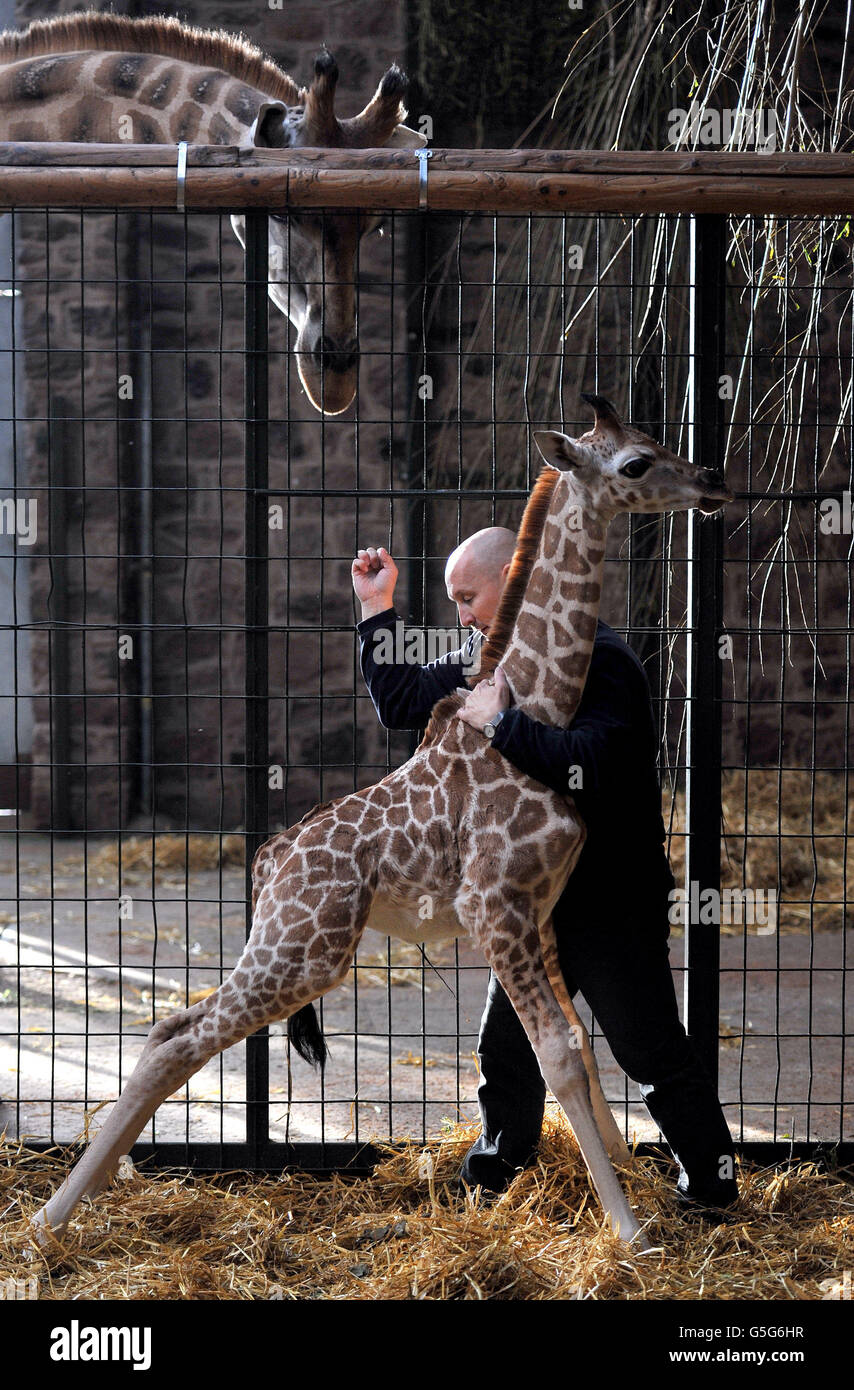 Giraffe health check Stock Photo - Alamy
