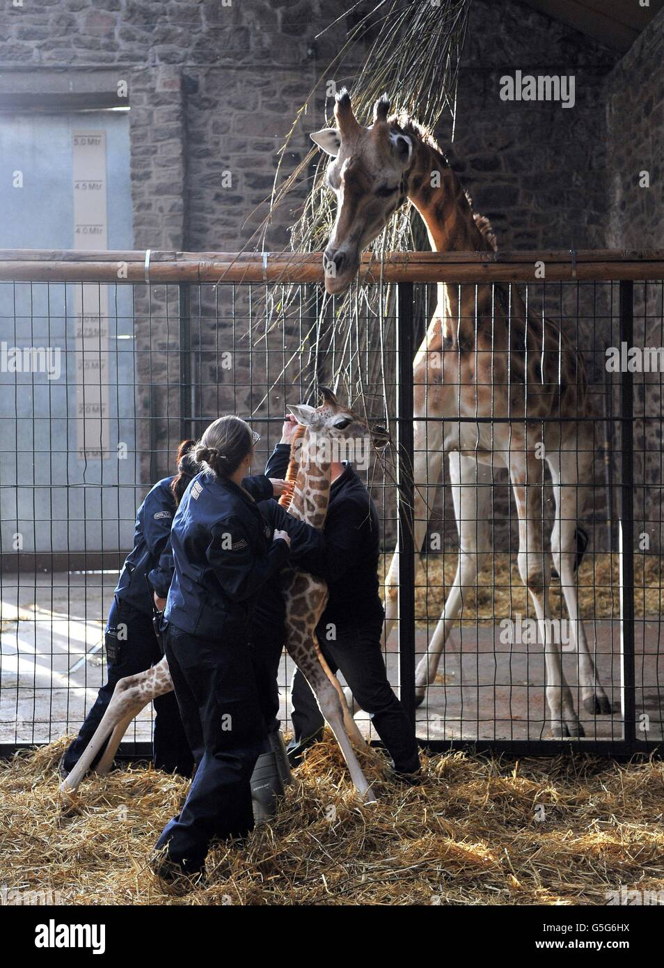 Zoo keepers carry out a health check on a 10-day-old Rothschild Giraffe ...
