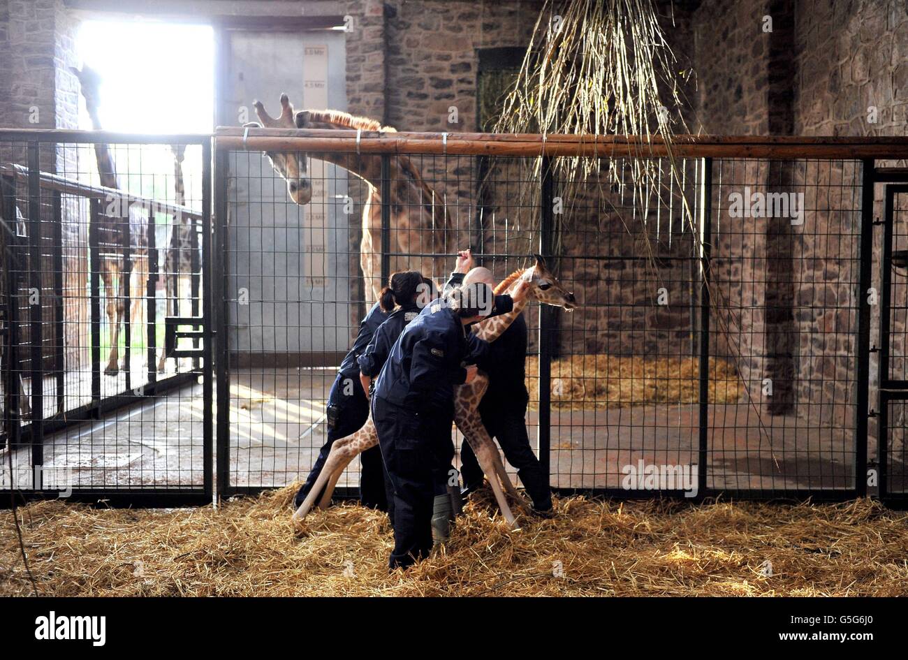 Zoo keepers carry out a health check on a 10-day-old Rothschild Giraffe ...