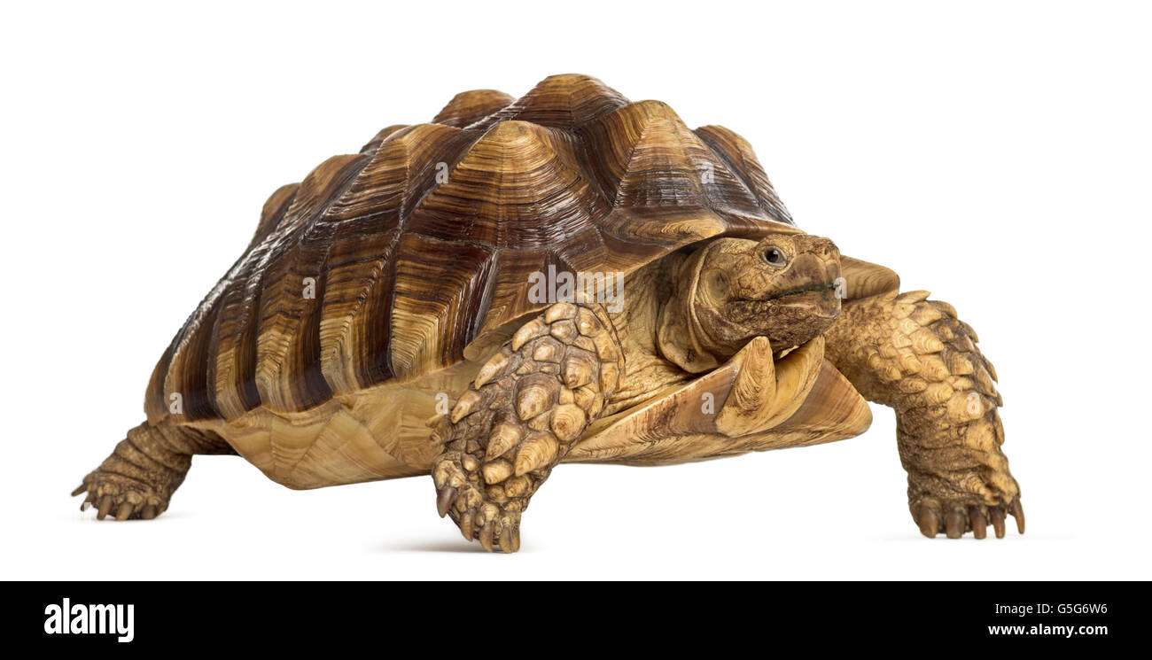 Male African spurred tortoise (4 years old), Centrochelys sulcata, in ...
