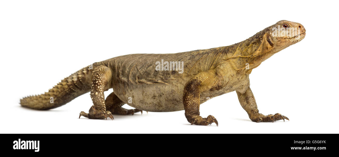 Female Egyptian mastigure (10 years old), uromastyx aegyptia, in front ...