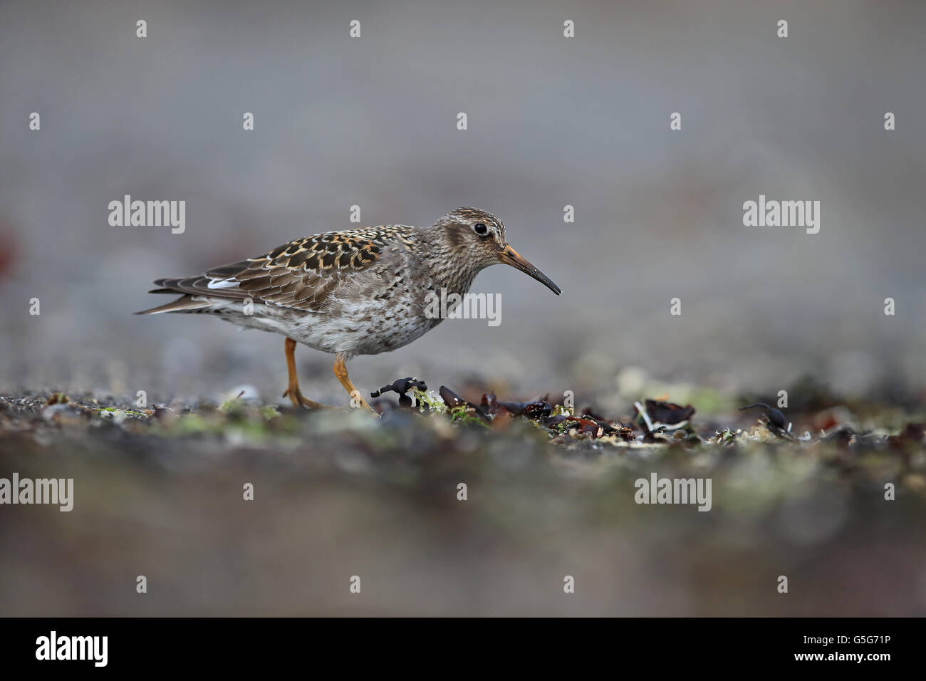 Purple Sandpiper (Calidris maritima Stock Photo - Alamy