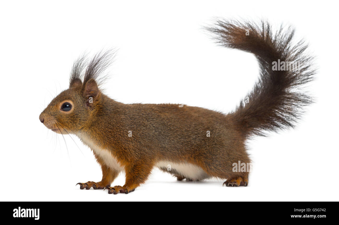 Red squirrel in front Cut Out Stock Images & Pictures - Alamy