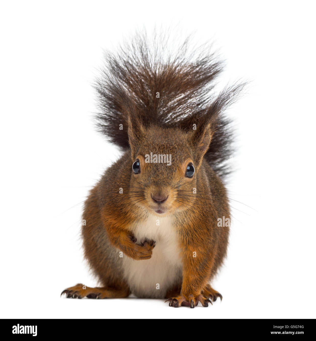 Red squirrel in front of a white background Stock Photo - Alamy