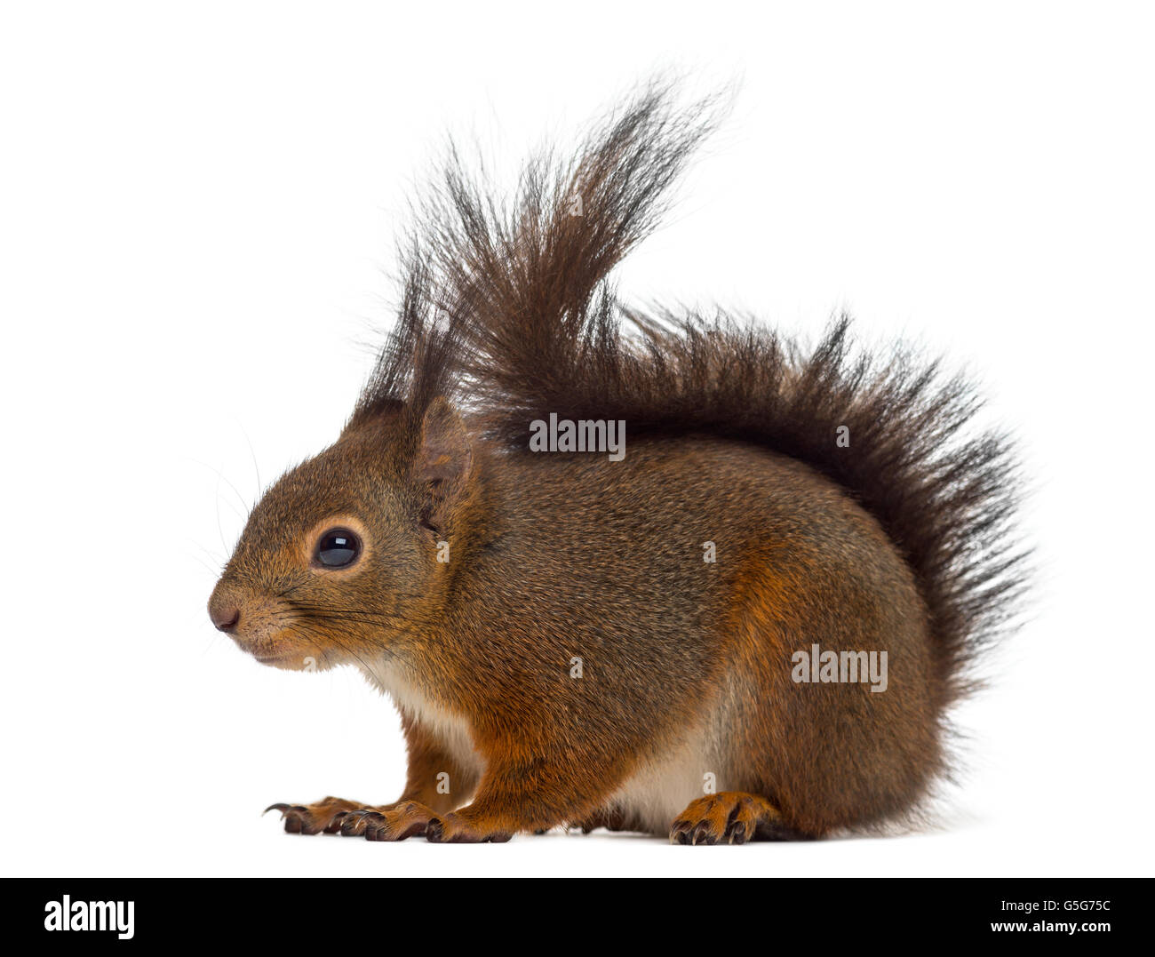 Red squirrel in front of a white background Stock Photo - Alamy