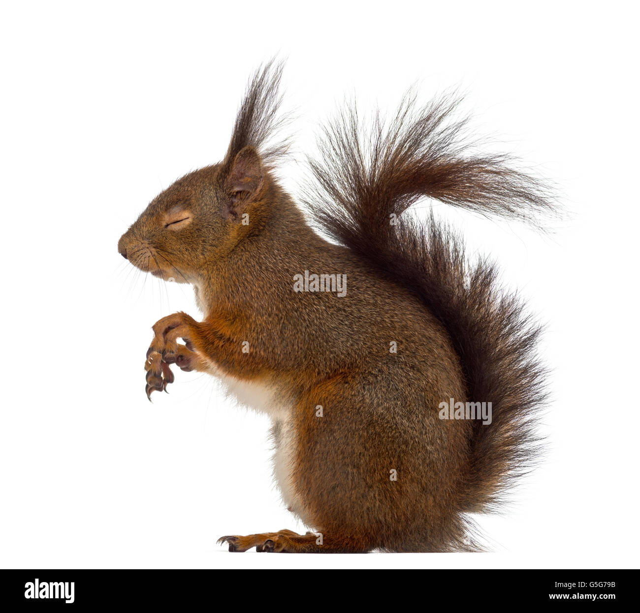Squirrel sleeping hi-res stock photography and images - Alamy
