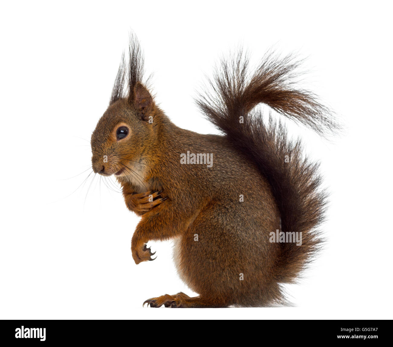 Red squirrel in front of a white background Stock Photo - Alamy