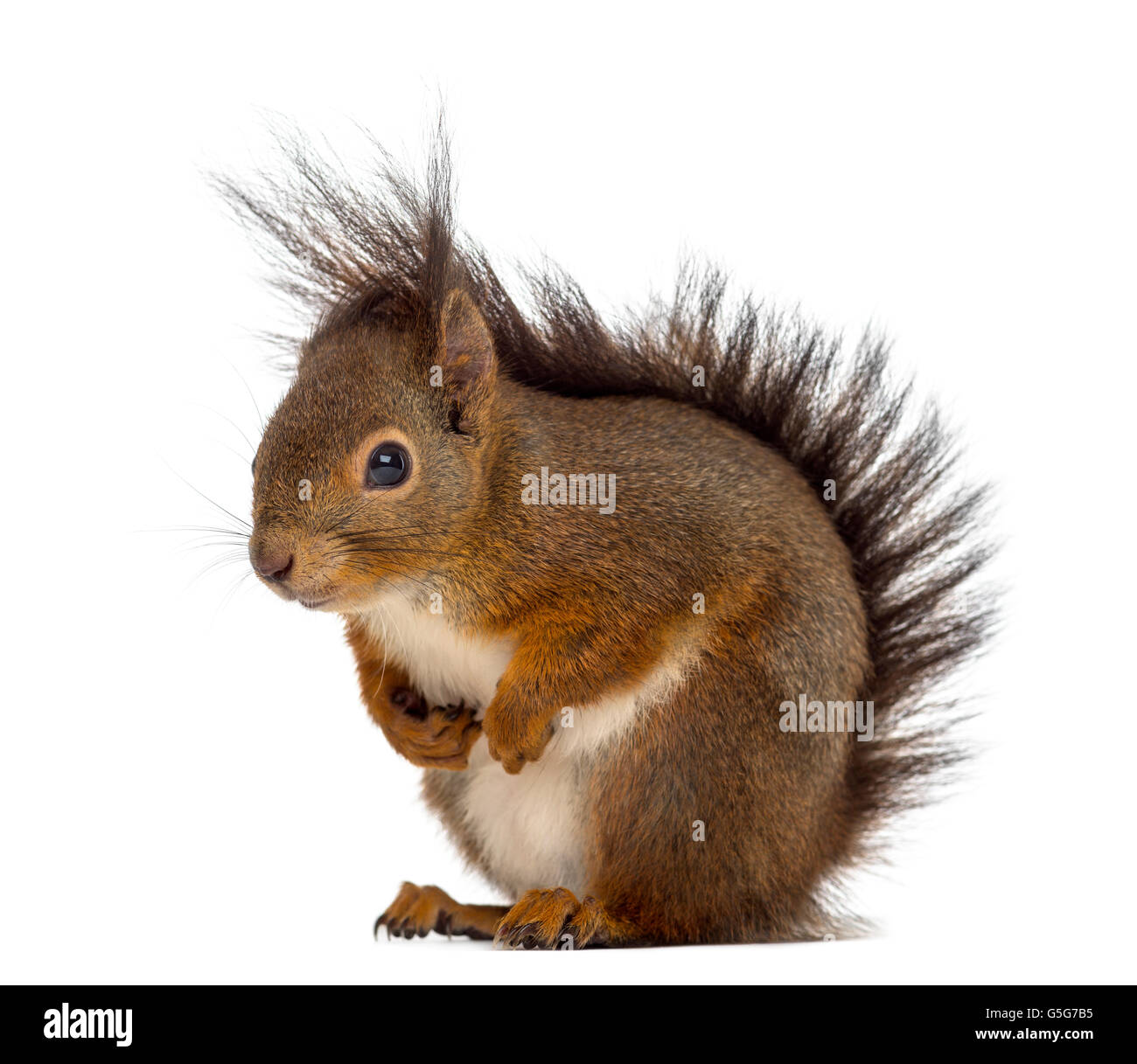 Red squirrel in front of a white background Stock Photo - Alamy