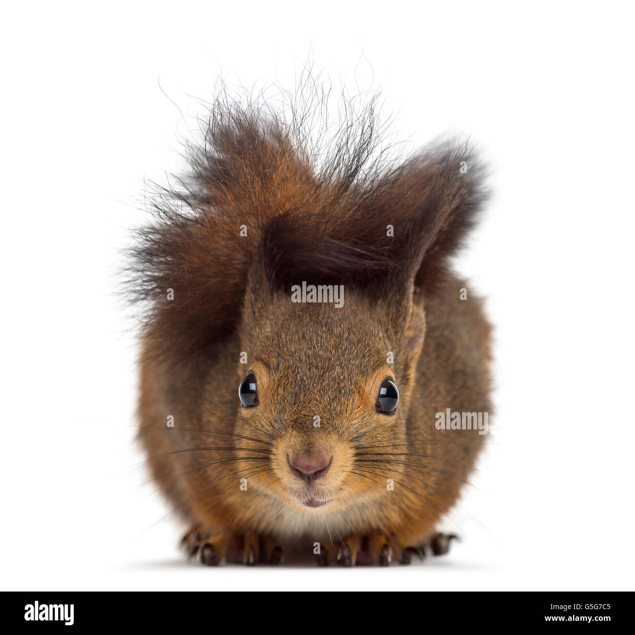 Red squirrel in front of a white background Stock Photo - Alamy