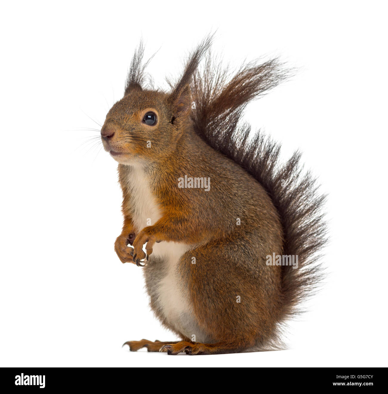 Red squirrel in front of a white background Stock Photo - Alamy