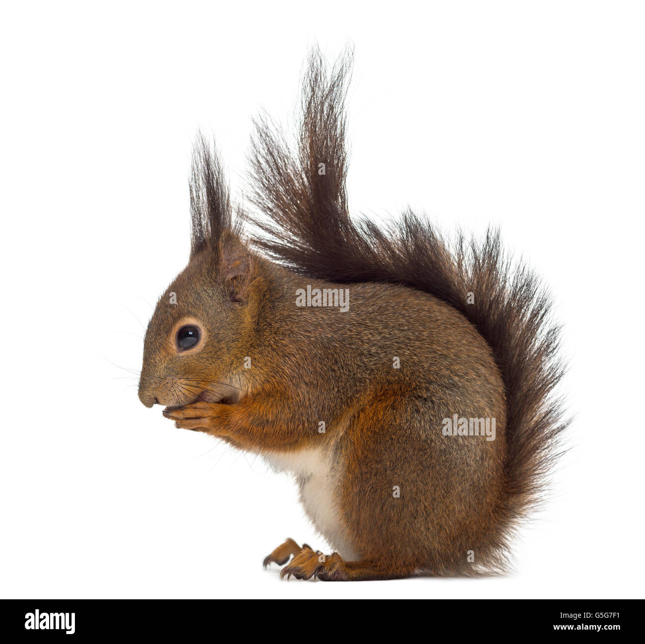 Red squirrel in front of a white background Stock Photo - Alamy