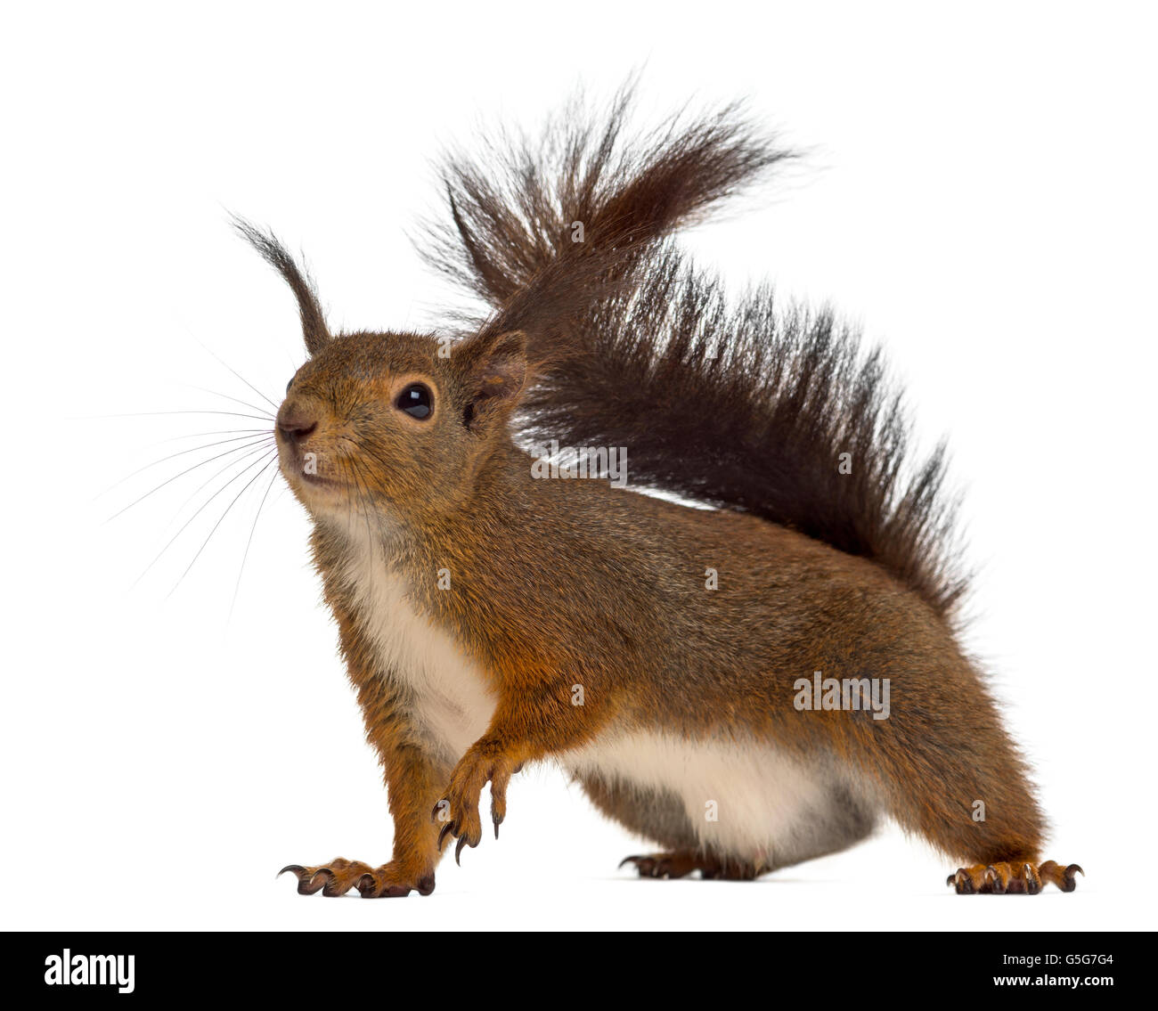 Red squirrel in front of a white background Stock Photo - Alamy