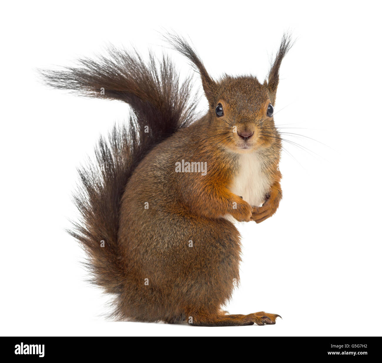 Red squirrel in front of a white background Stock Photo - Alamy