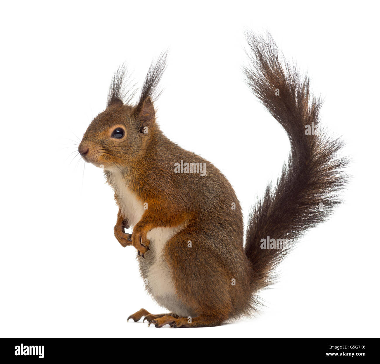Red squirrel in front of a white background Stock Photo - Alamy